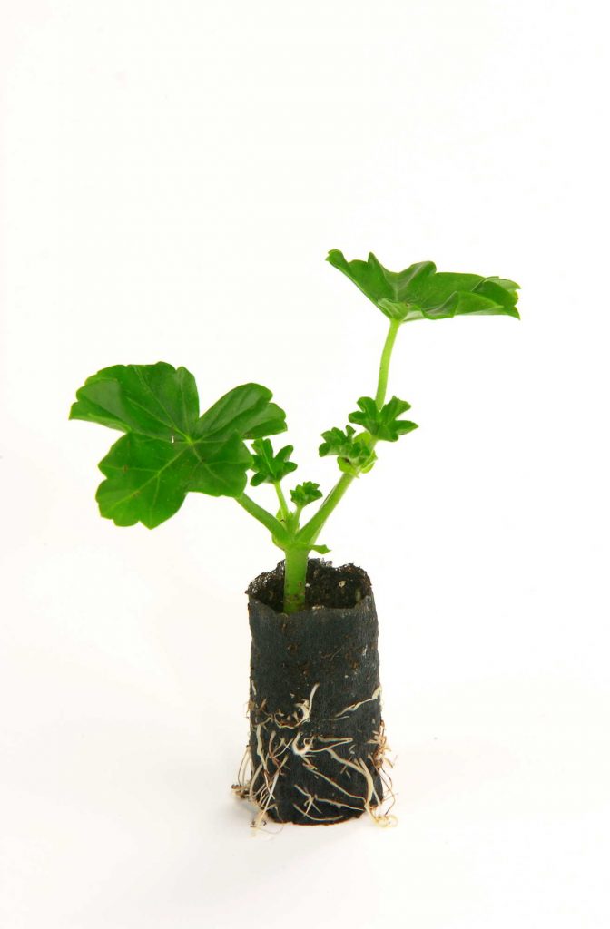 FERTISS vrac - Ø 2 x 4 - Fertil pro